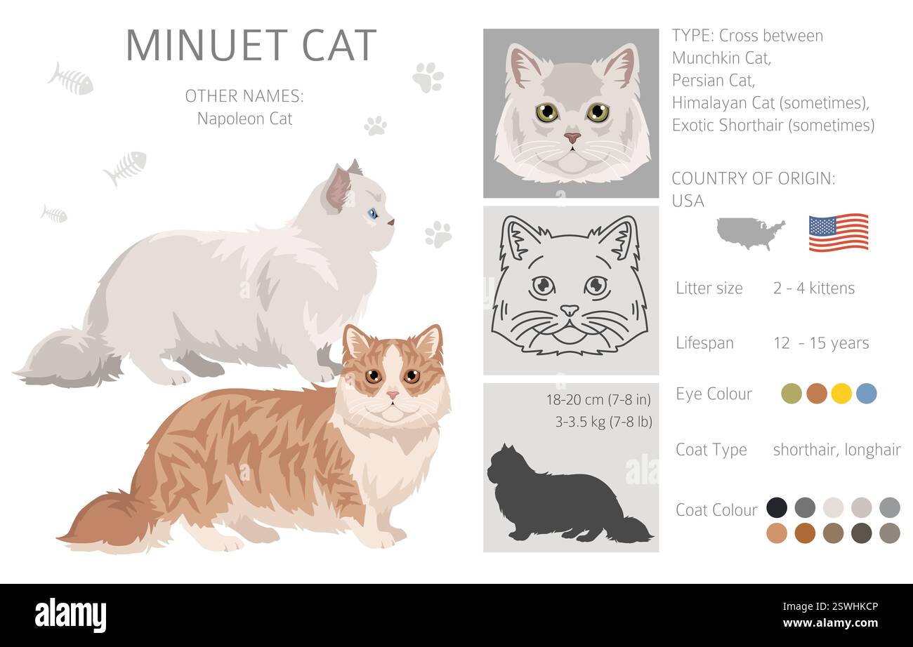 Minuet Cat clipart. Munchkin and Persian mix cross. Napoleon Cat. All ...