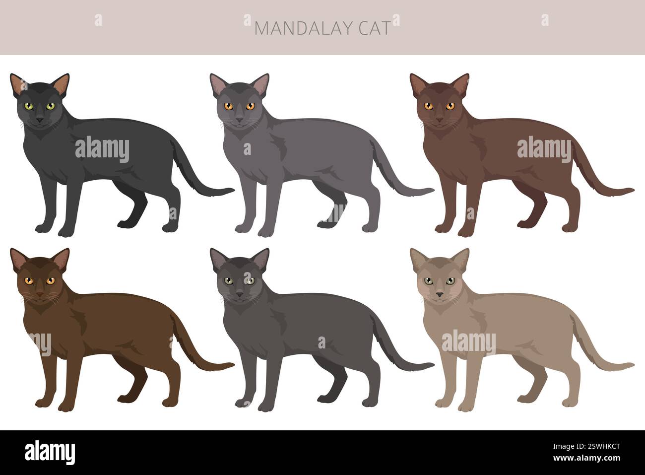 Mandalay Cat clipart. All coat colors set. All cat breeds ...