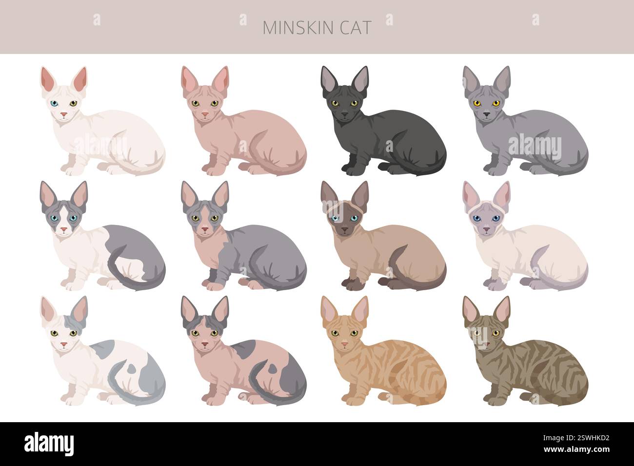 Minskin Cat clipart. Munchkin, Burmese, Sphynx, Devon Rex cross. All ...