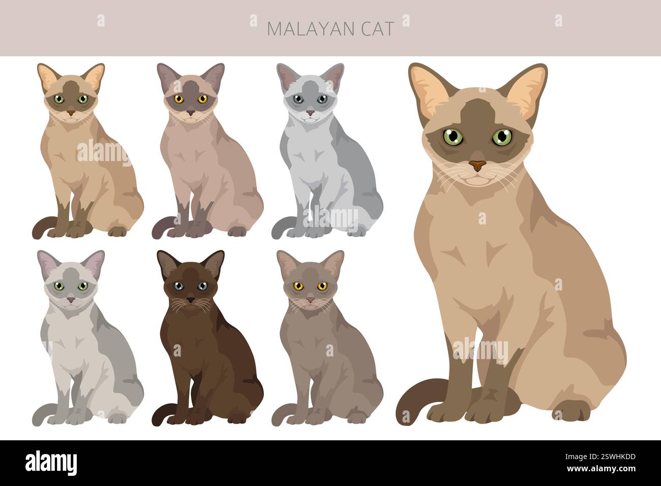 Malayan Cat clipart. Asian Cat, Burmese. All coat colors set. All cat ...