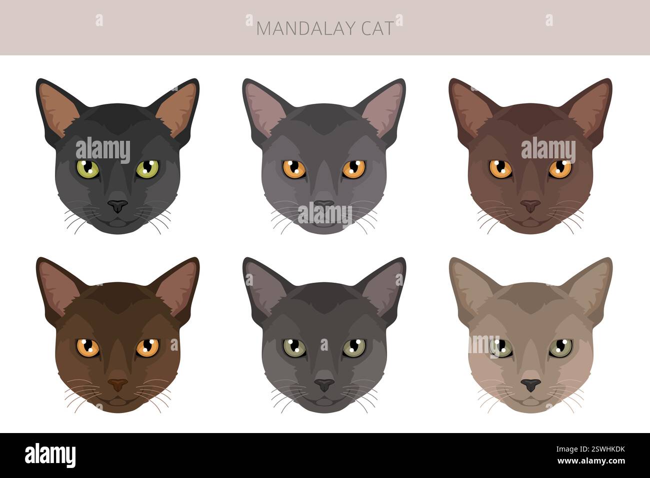 Mandalay Cat clipart. All coat colors set. All cat breeds ...