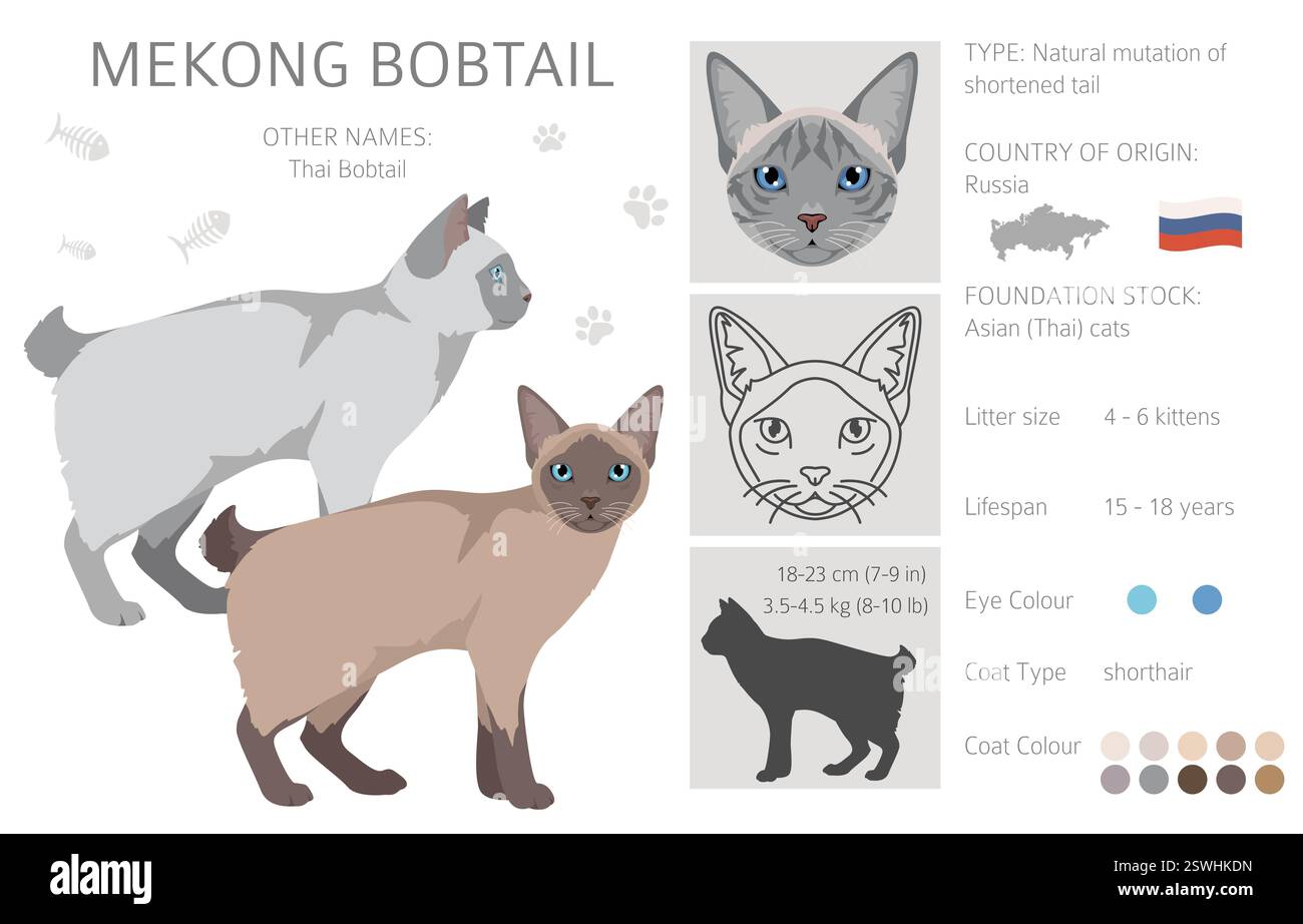Mekong Bobtail Cat clipart. All coat colors set. All cat breeds ...