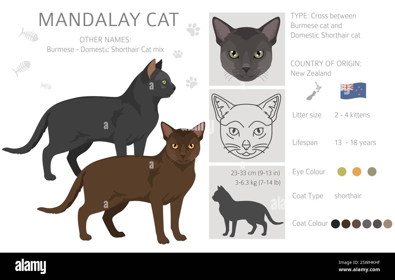 Mandalay Cat clipart. All coat colors set. All cat breeds ...