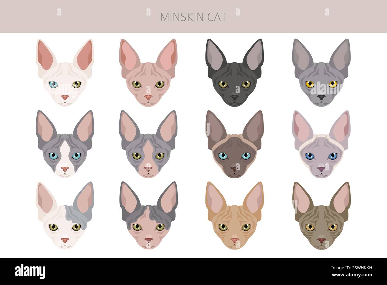 Minskin Cat clipart. Munchkin, Burmese, Sphynx, Devon Rex cross. All ...
