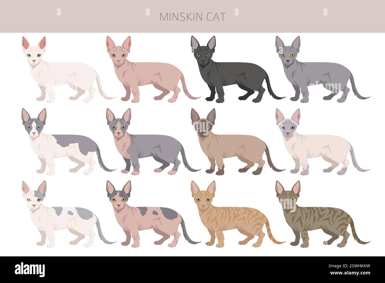 Minskin Cat clipart. Munchkin, Burmese, Sphynx, Devon Rex cross. All ...