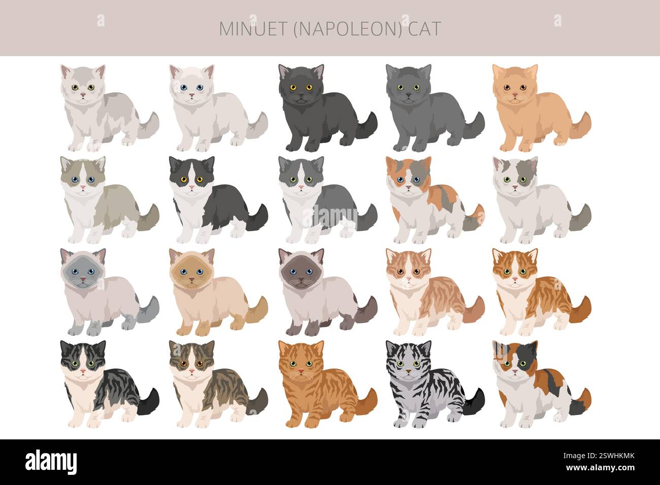 Minuet Cat clipart. Munchkin and Persian mix cross. Napoleon Cat. All ...