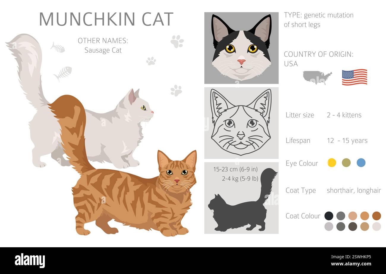 Munchkin Cat clipart. All coat colors set. All cat breeds ...