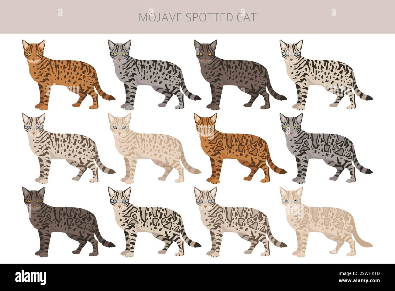 Mojave Spotted Cat clipart. Bengsl and American polydactyil mix cross ...