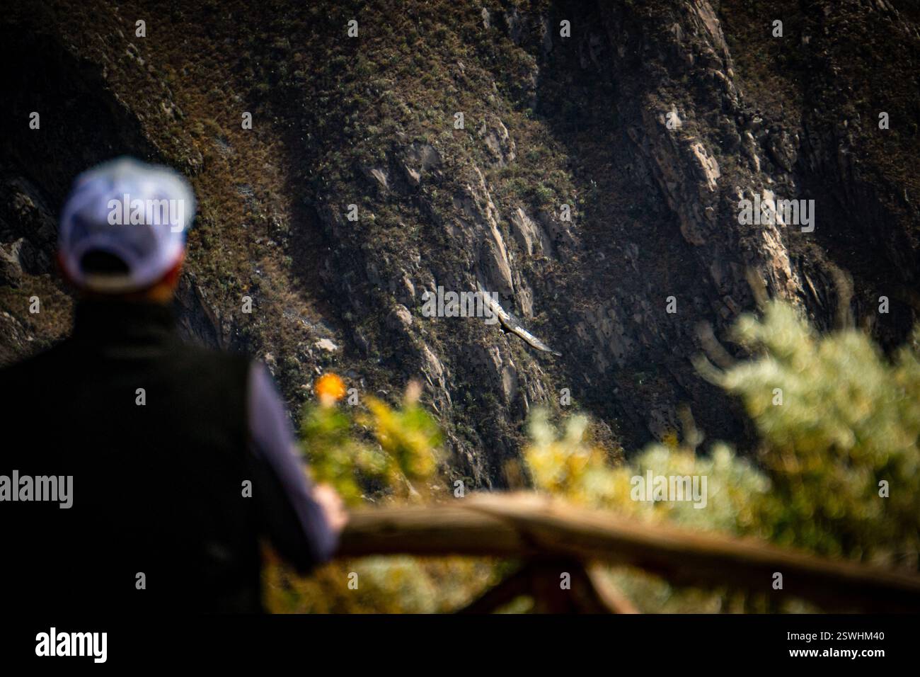 Group of people watching an Andean condor flying at Mirador del Condor ...