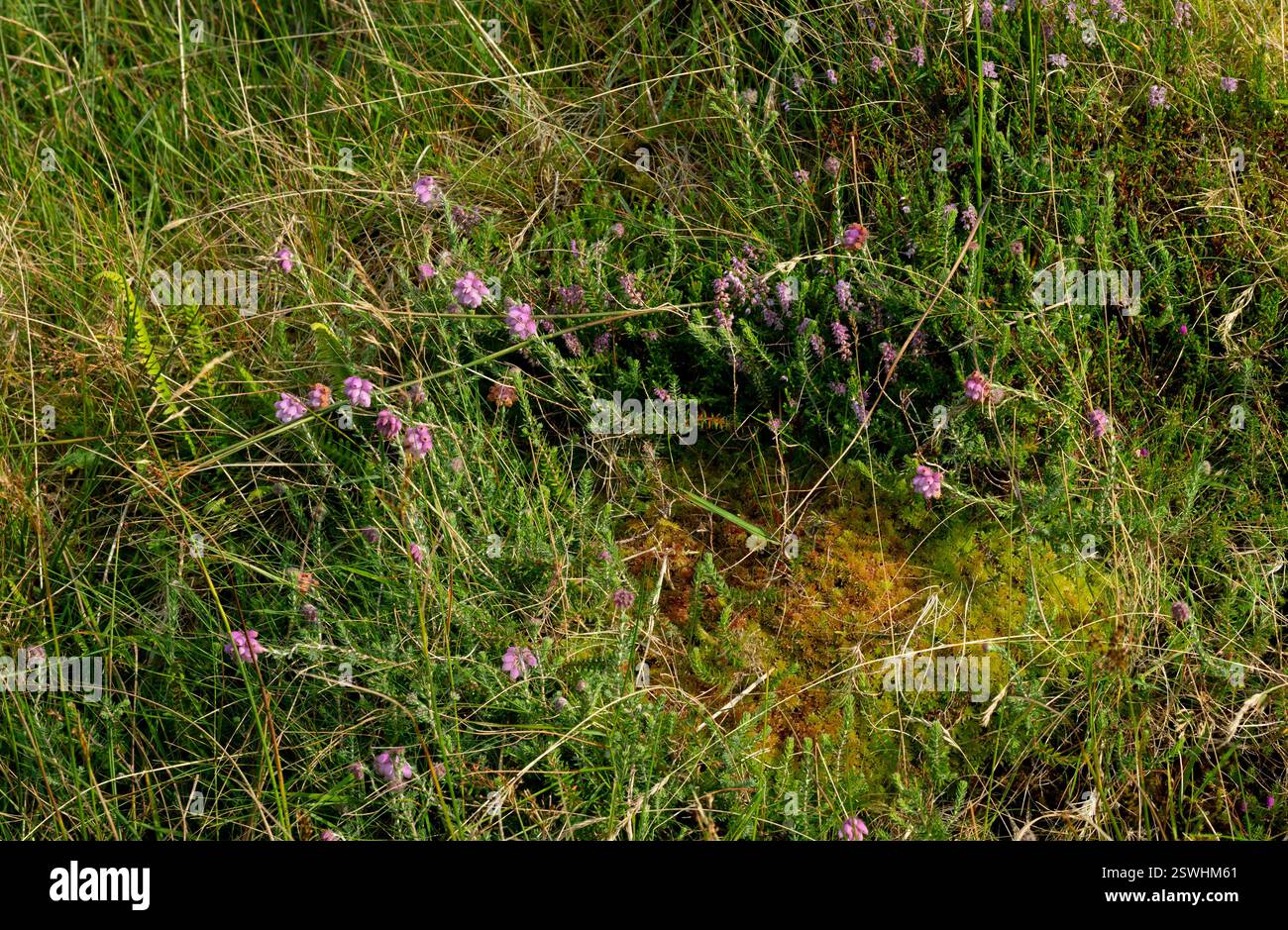Native cross-leaved heath (Erica tetralix) in flower in August in the ...