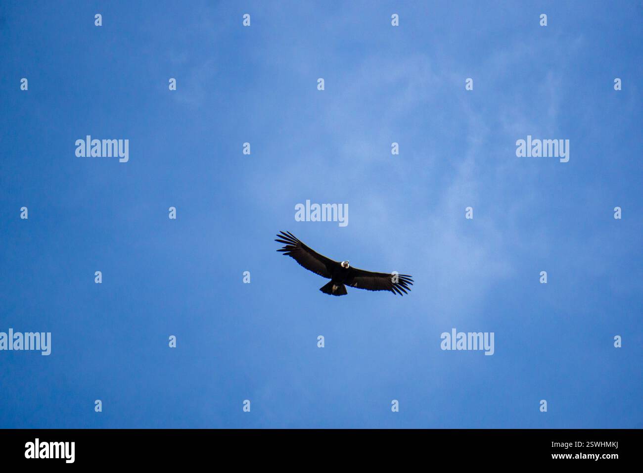 Andean condor flying gracefully over Mirador del Condor in Colca Canyon ...