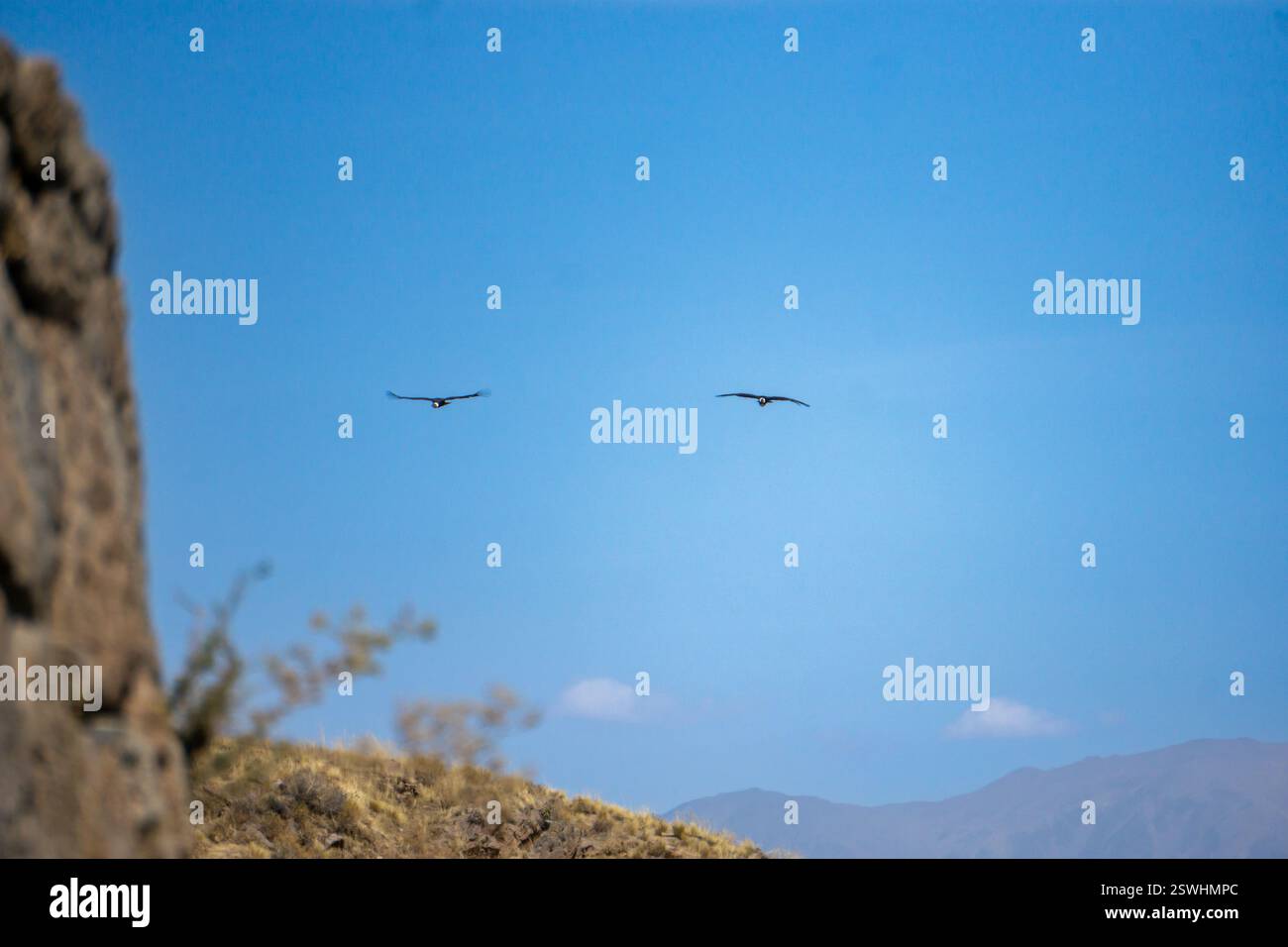 Andean condor flying gracefully over Mirador del Condor in Colca Canyon ...