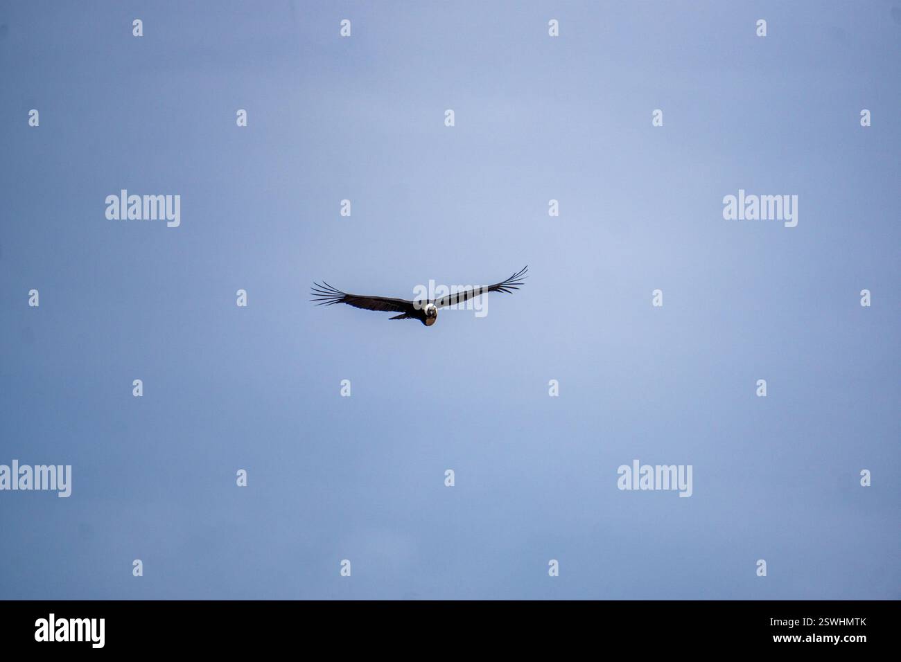 Andean condor flying gracefully over Mirador del Condor in Colca Canyon ...