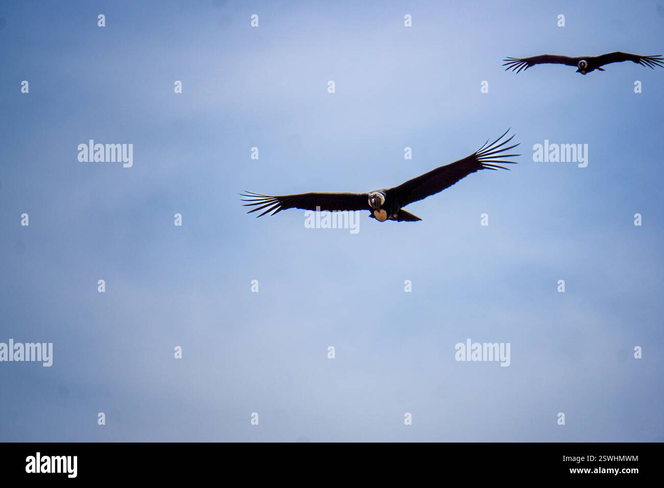 Andean condor flying gracefully over Mirador del Condor in Colca Canyon ...