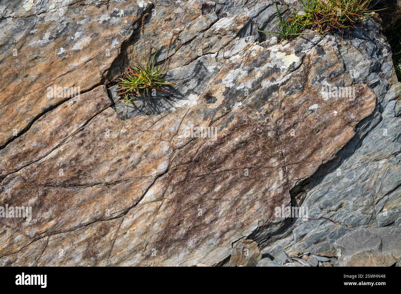 Ripple marks on bedding plane of shallow marine sandstone, Cahermore ...
