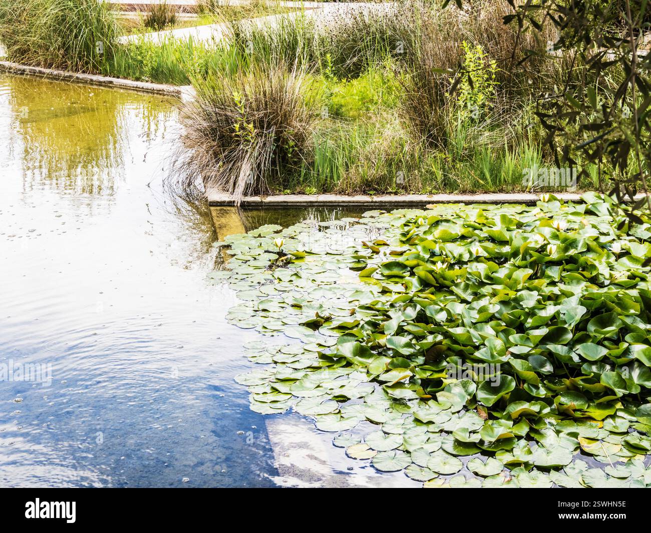 The pond in the Canary Island zone of the Jardí Botànic or Botanical ...