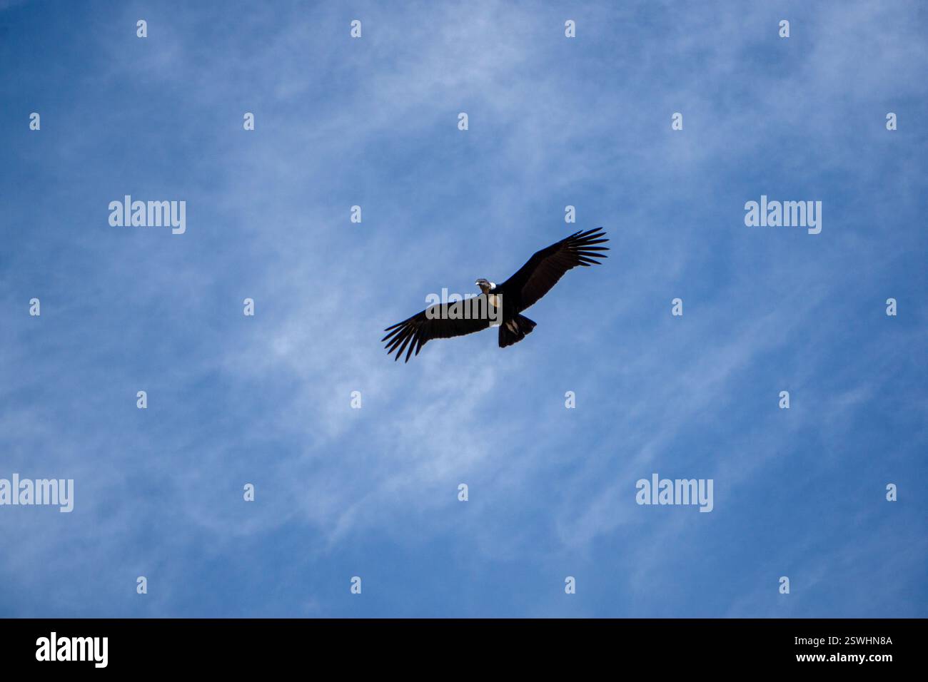 Andean condor flying gracefully over Mirador del Condor in Colca Canyon ...