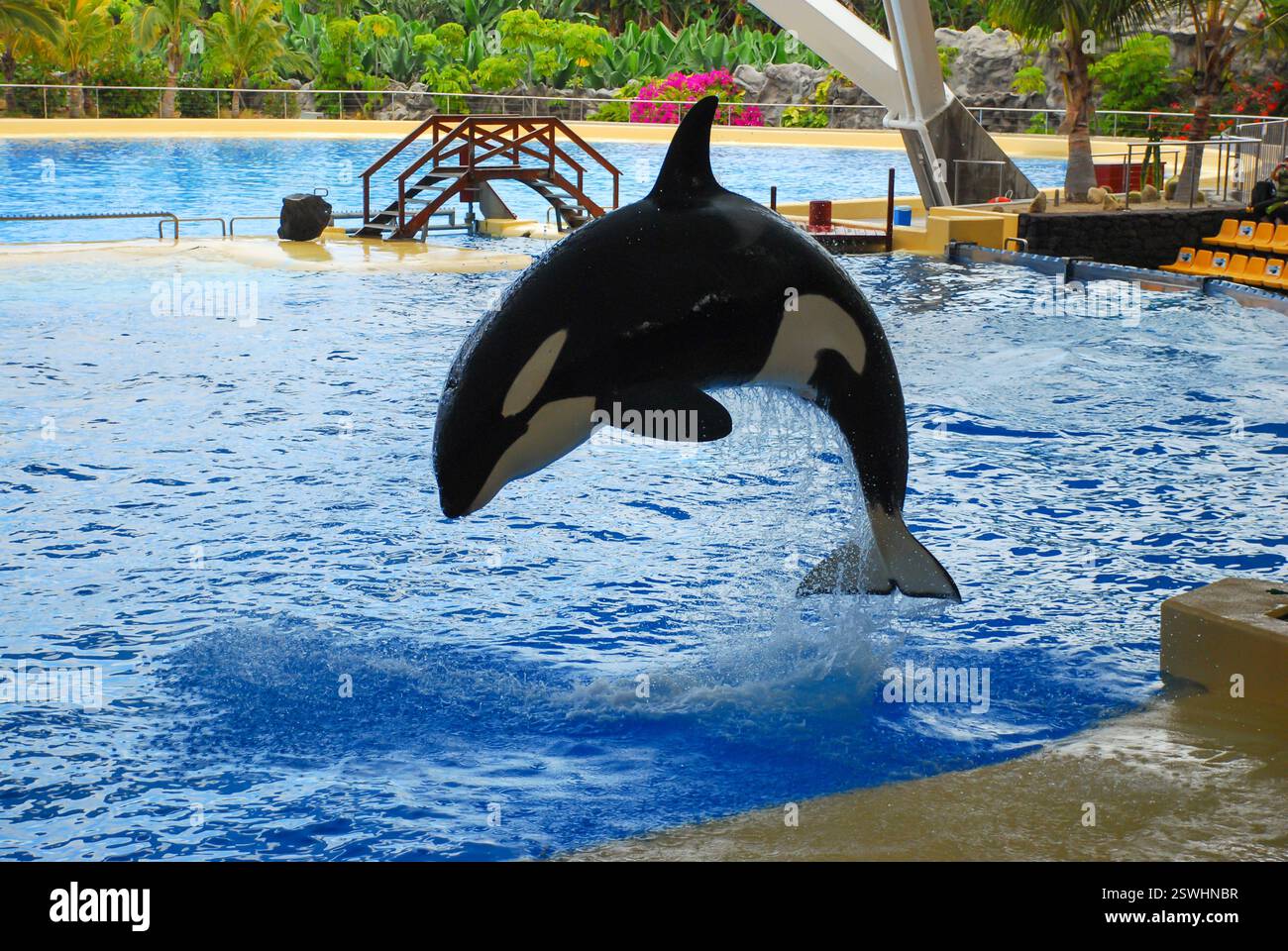 Orca in loro park hi-res stock photography and images - Alamy