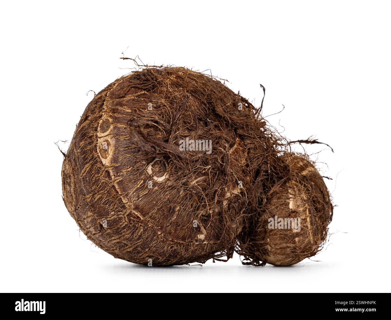 Close-up of a whole unpeeled taro root vegetable. Isolated on a white ...