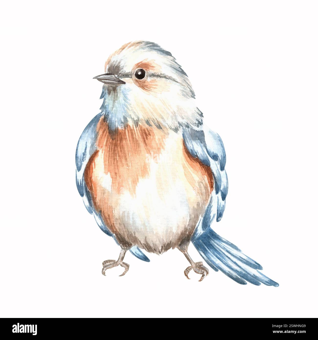 Eastern bluebird. Small songbird with blue orange plumage.Hand drawn ...