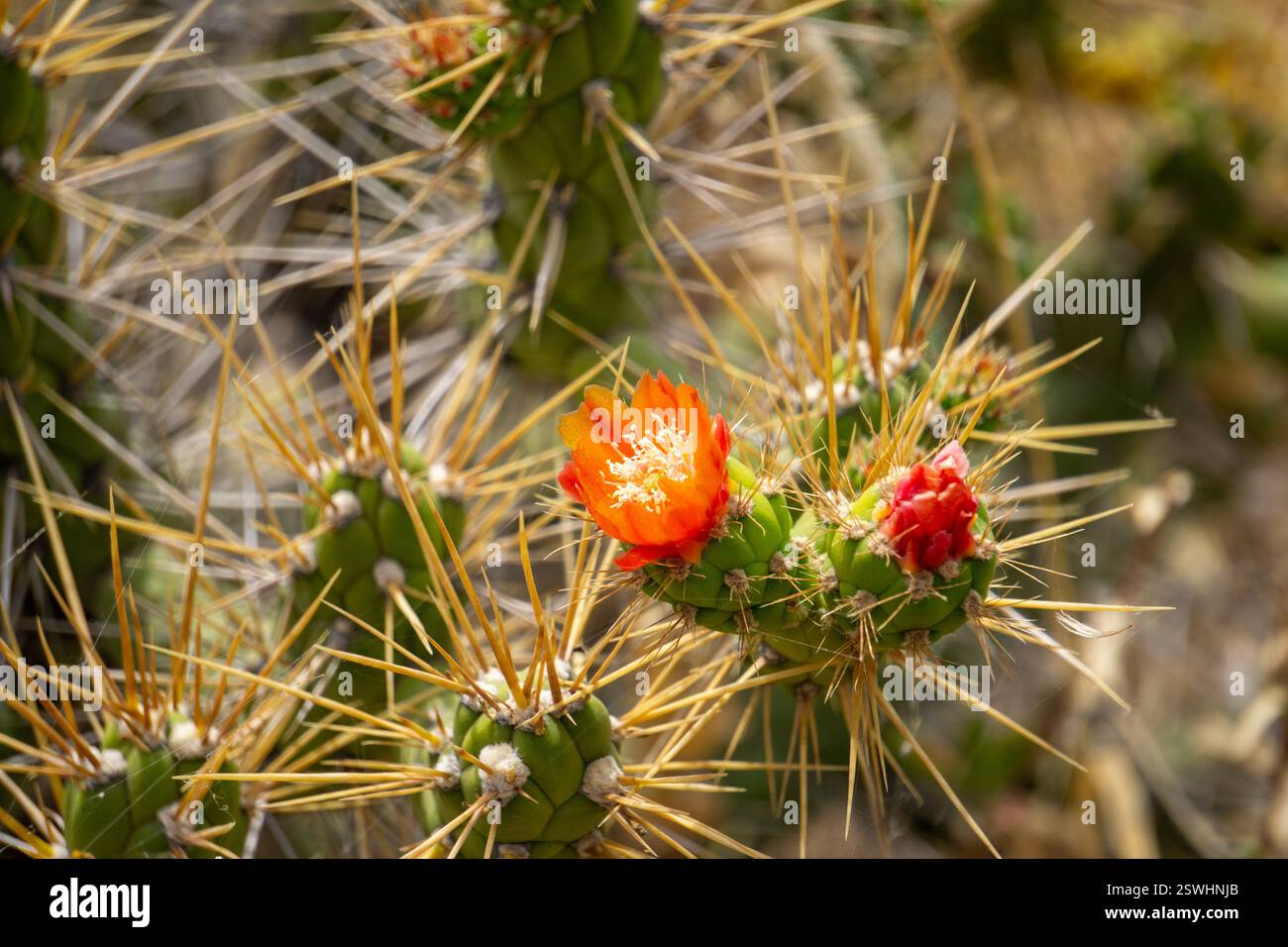 Bright cactus flowers photographed in Colca Canyon Peru against the ...