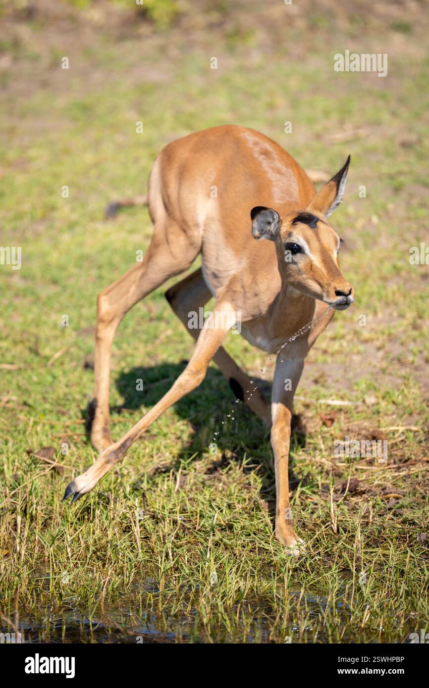 Female impala jumps from river drooling water Stock Photo - Alamy