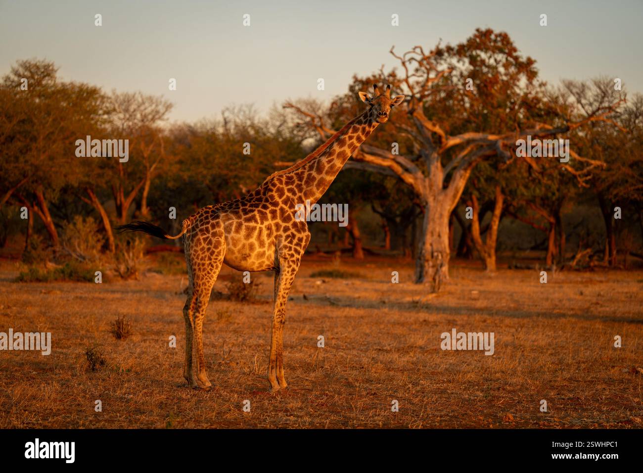 Female southern giraffe stands turning toward camera Stock Photo - Alamy