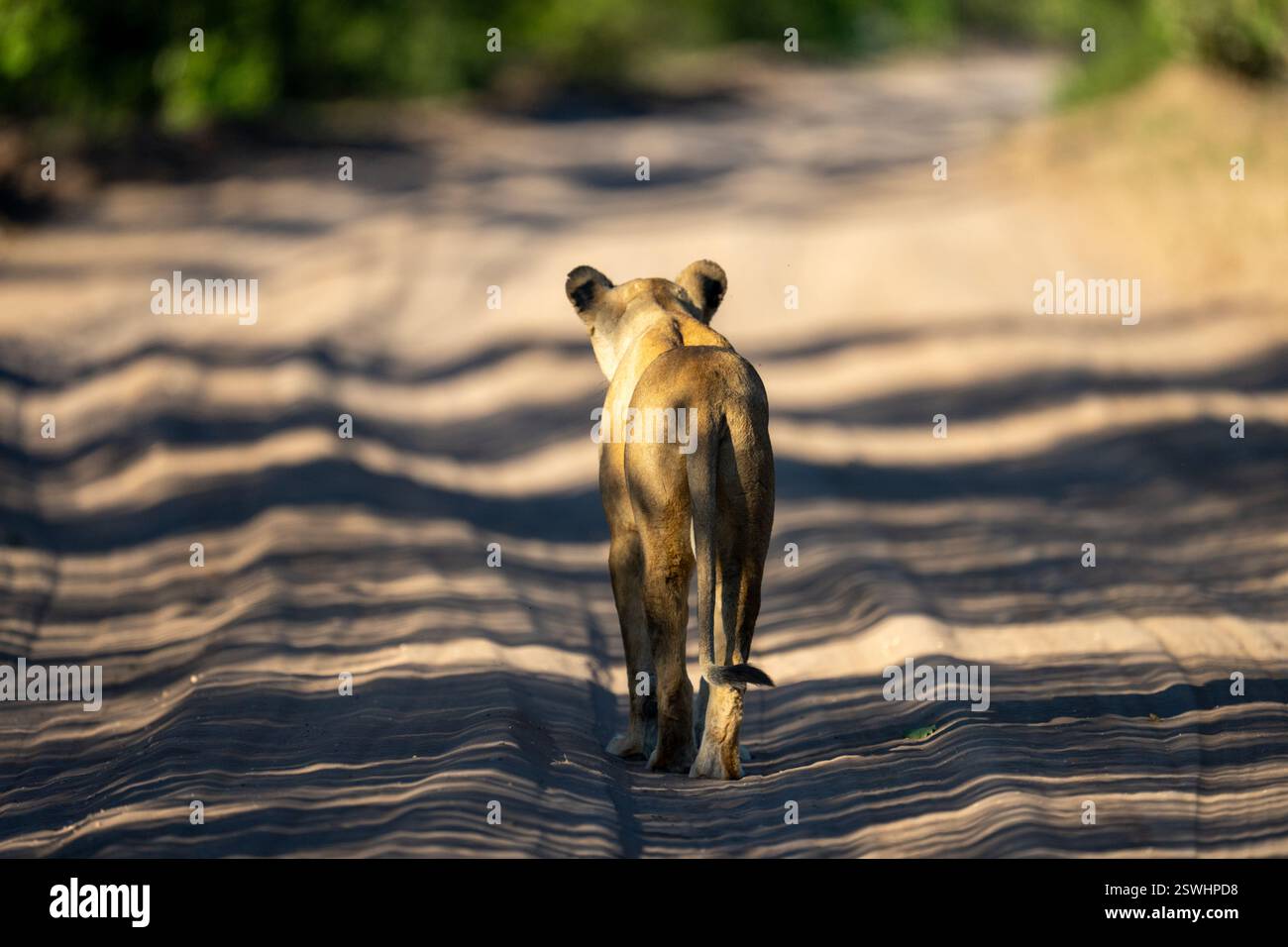 Lioness walks down dirt track facing away Stock Photo - Alamy
