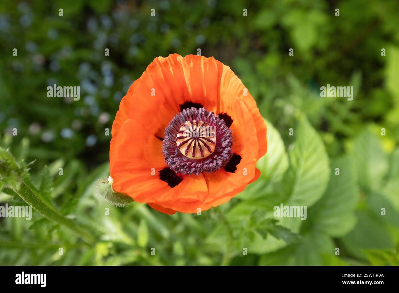 Bright red poppy flowers top view close up Stock Photo - Alamy