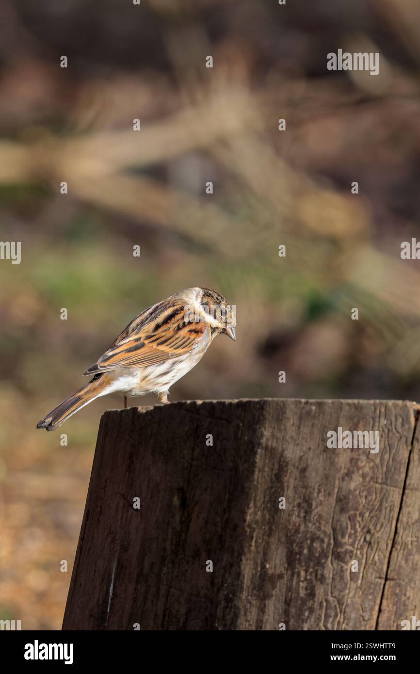 Reed bunting Emberiza schoeniclus, winter male plumage streaky brown ...
