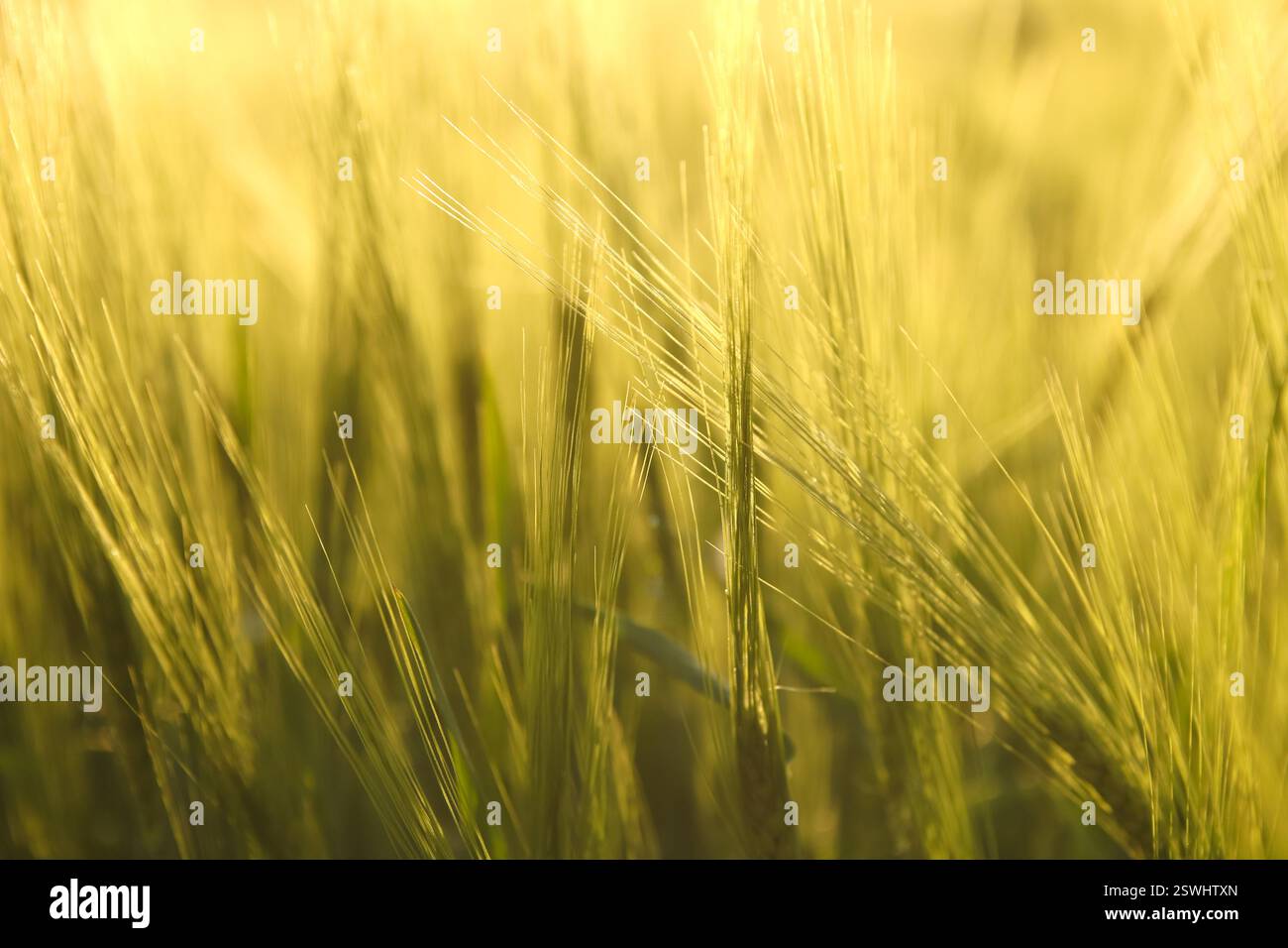 An abstract green grass field stretches across the image, creating a ...