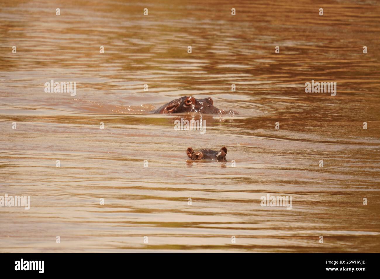 safari au Kenya Stock Photo - Alamy