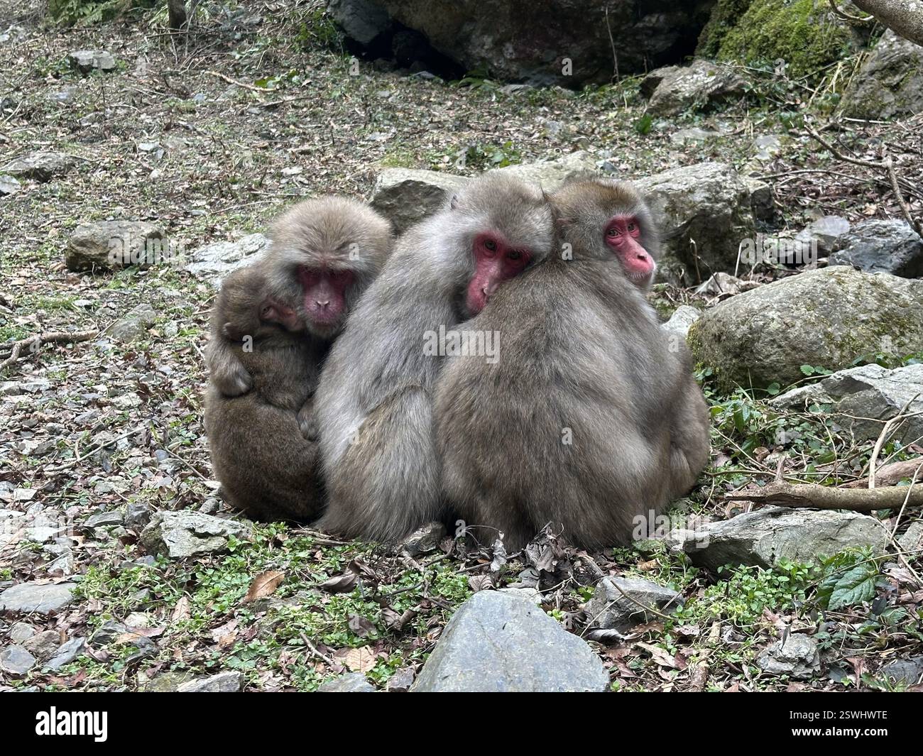 Monkey in Japan Stock Photo - Alamy