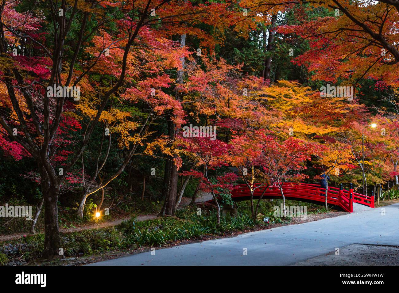 Lighted up autumn leaves at Oguni Shrine in Mori-cho, Shuchi-gun ...