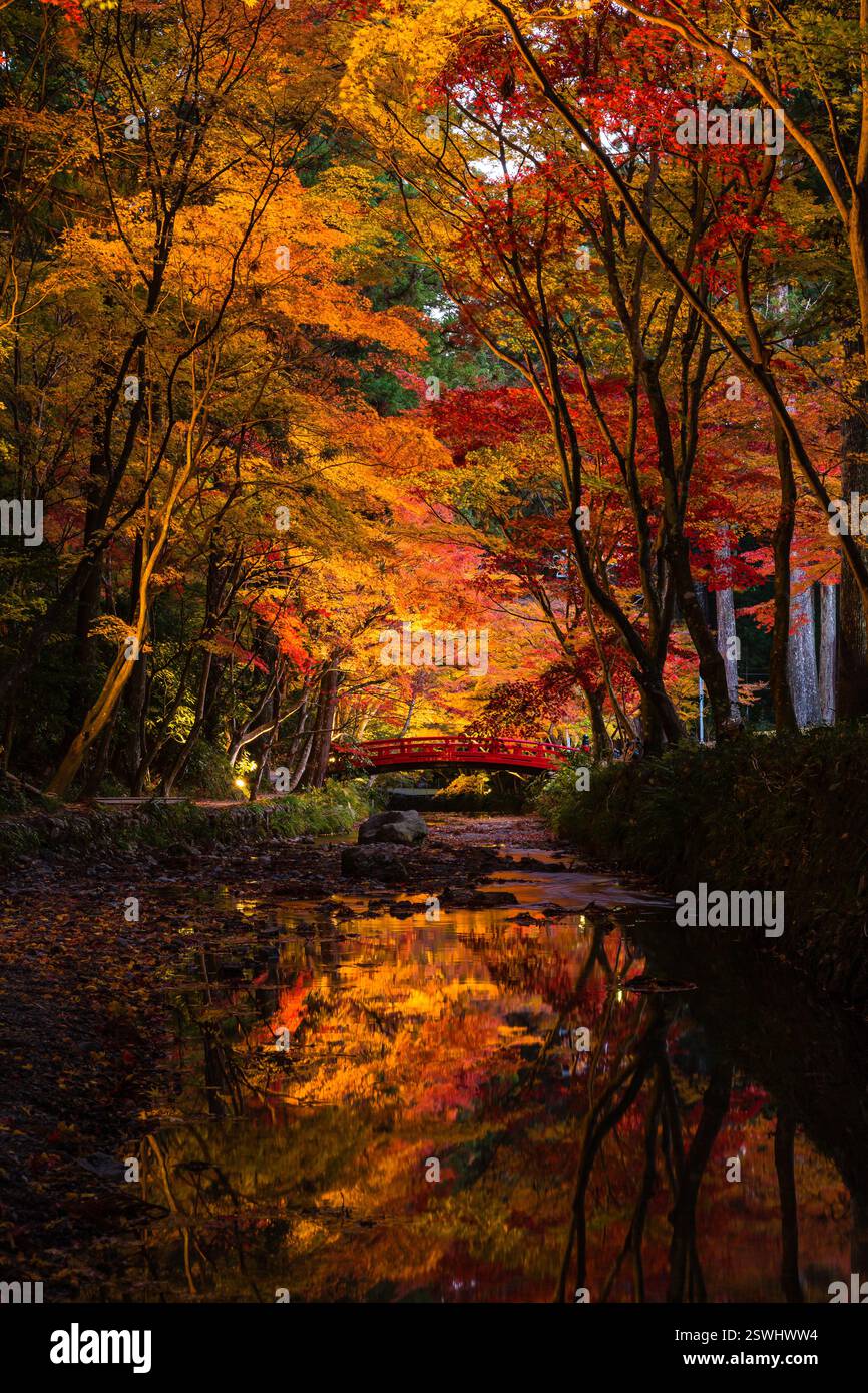 Lighted up autumn leaves at Oguni Shrine in Mori-cho, Shuchi-gun ...