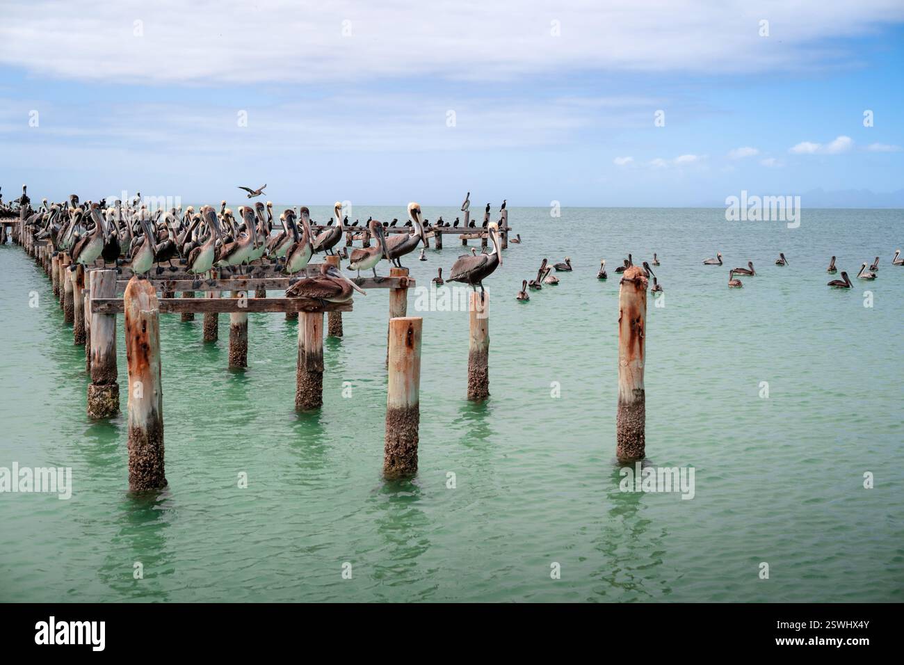 Pelicans on a paradise island. Coche, Venezuela. Tropical animals ...