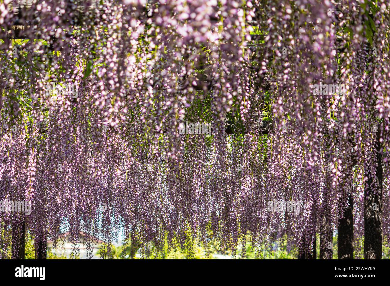 Yuya Wisteria in Iwata City, Shizuoka Prefecture, Japan Stock Photo - Alamy