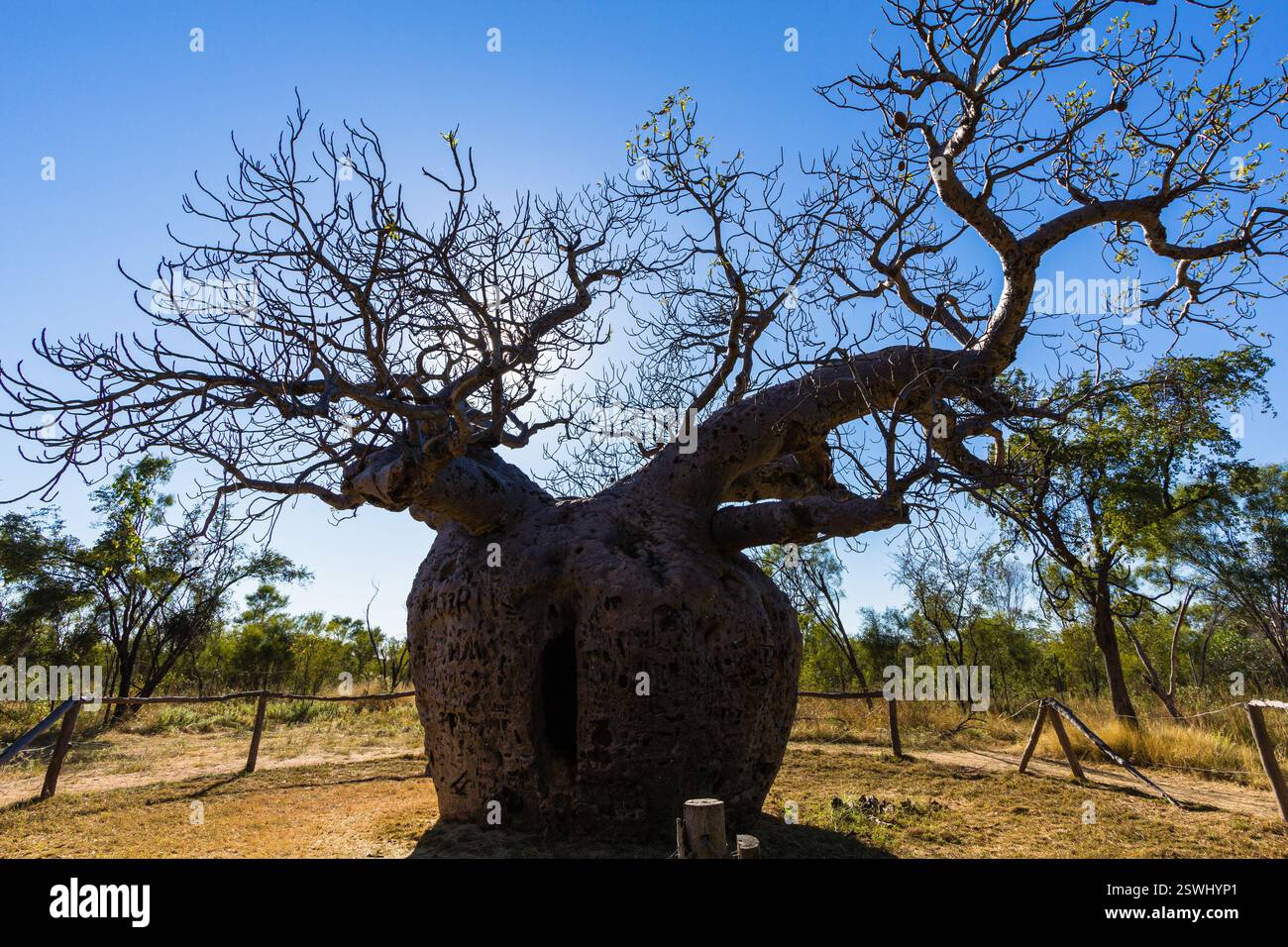 Baobab tree said to be the prison tree of the Derby in Australia Stock ...
