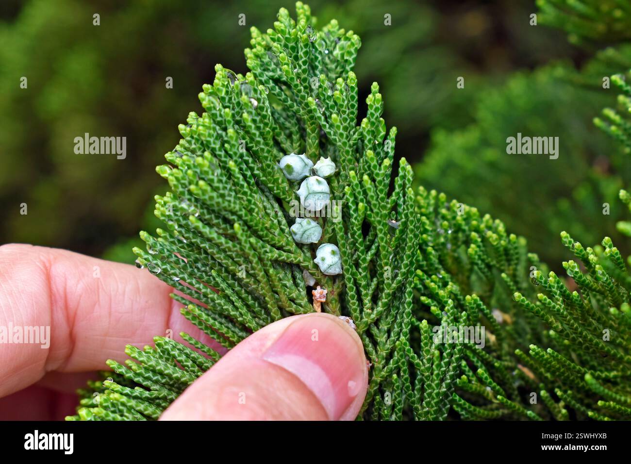 Immature seed cones of Chinese thuja (Platycladus orientalis Stock ...