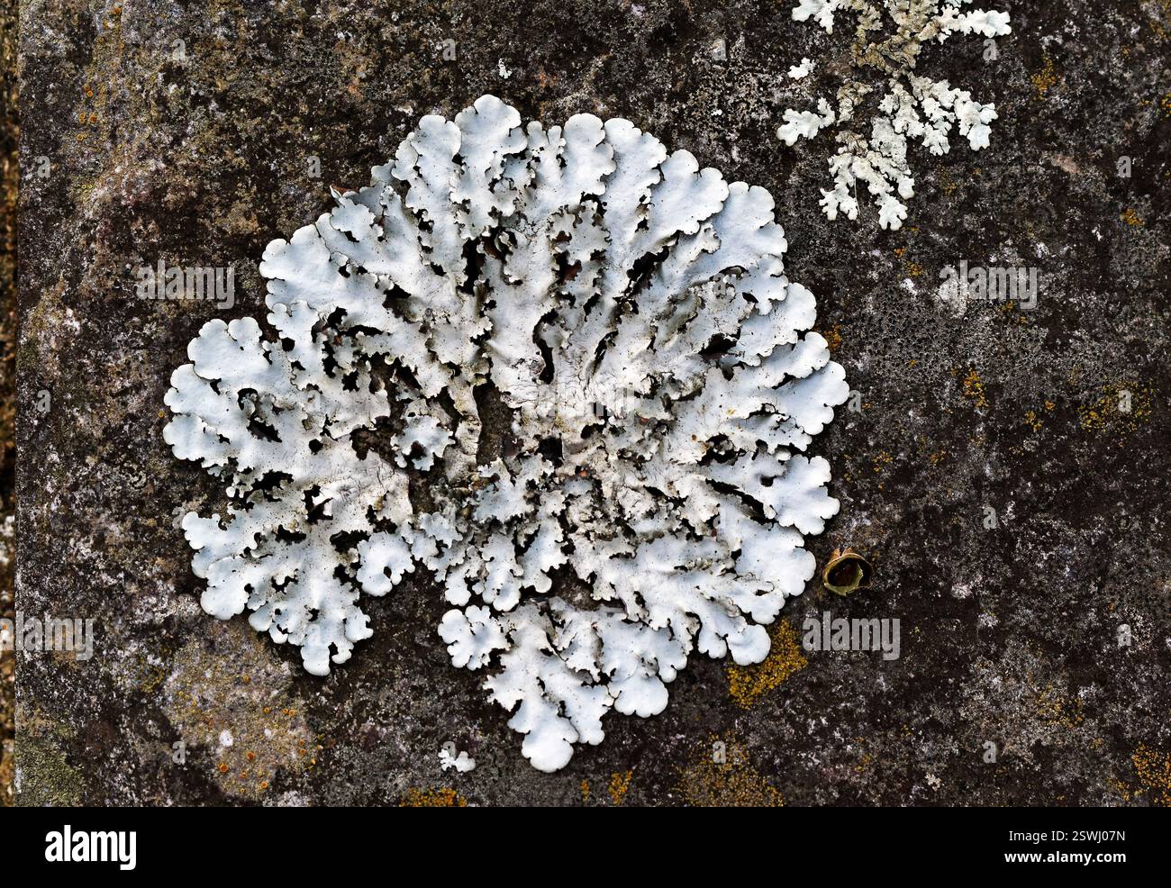 Lichen on rock surface in hi-res stock photography and images - Alamy