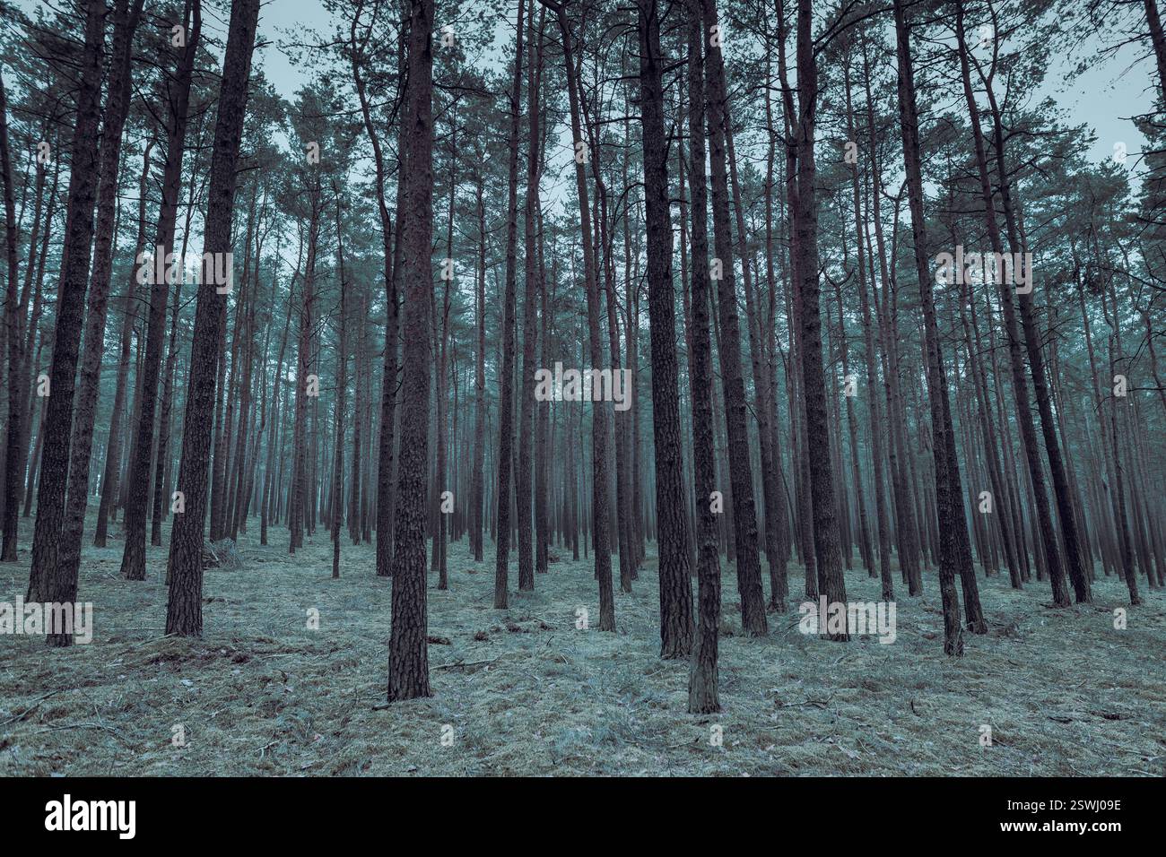 Forrest Landscape in Winter, sunny, mystic, mono culture Stock Photo ...