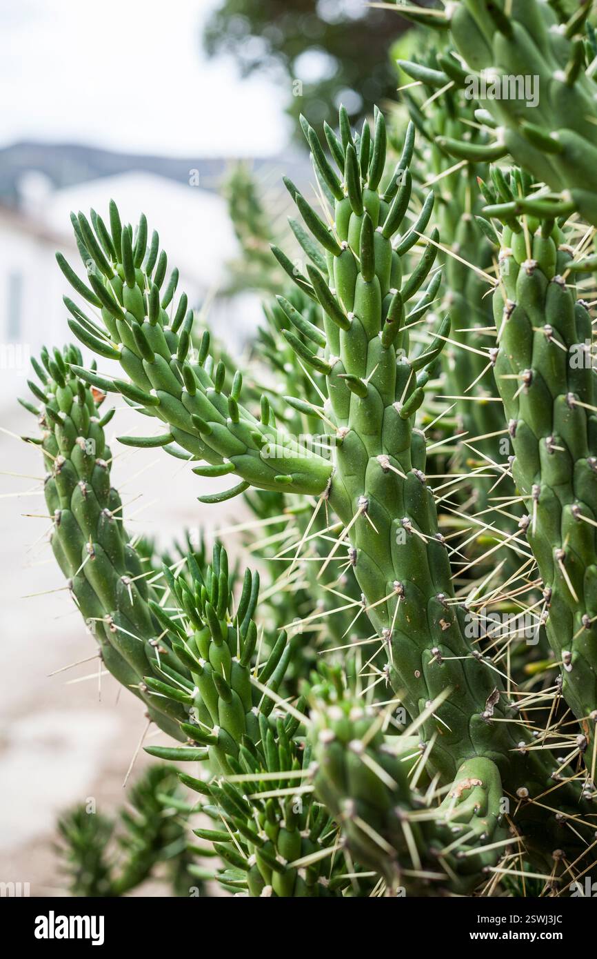 Cactus adaptation hi-res stock photography and images - Alamy