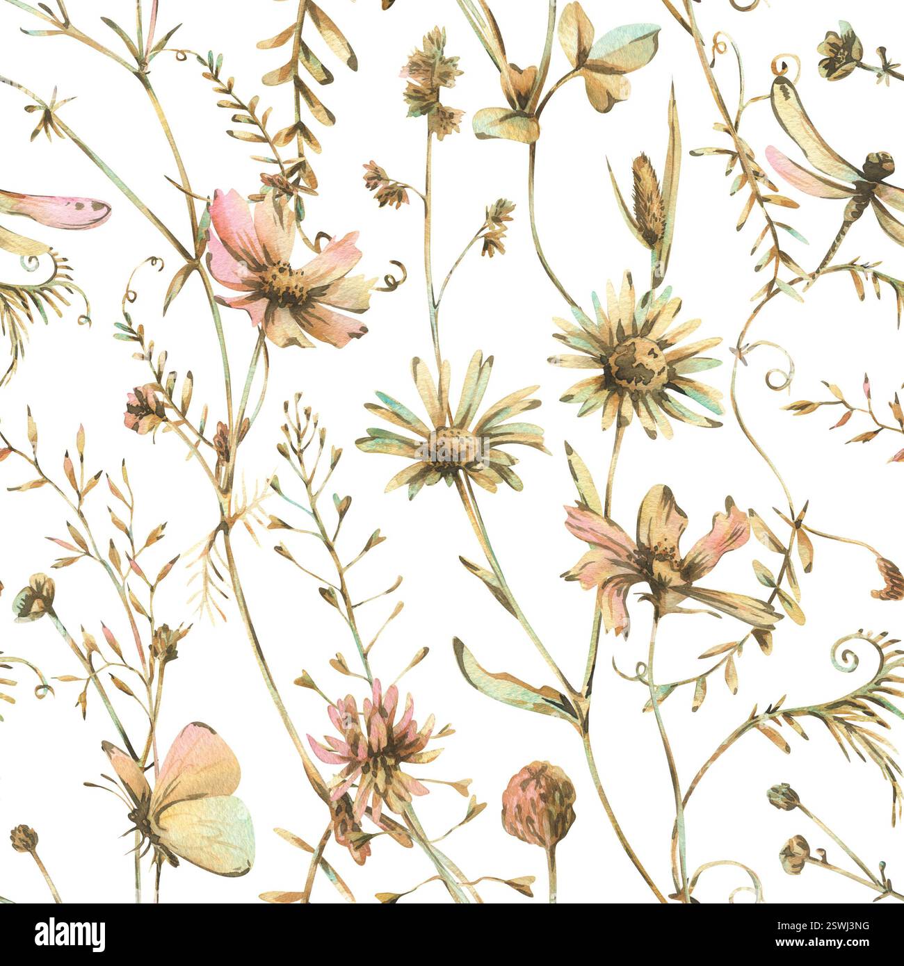 Field, meadow, wild flowers and herbs cosmos, chamomile, clover and ...