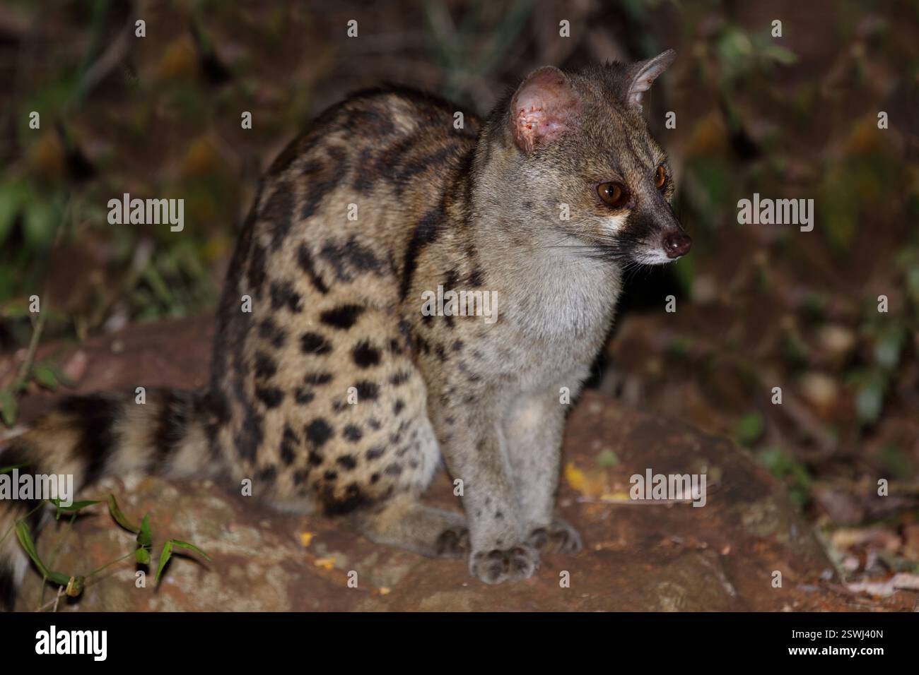 Südliche Großfleck-Ginsterkatze / South African large-spotted genet ...