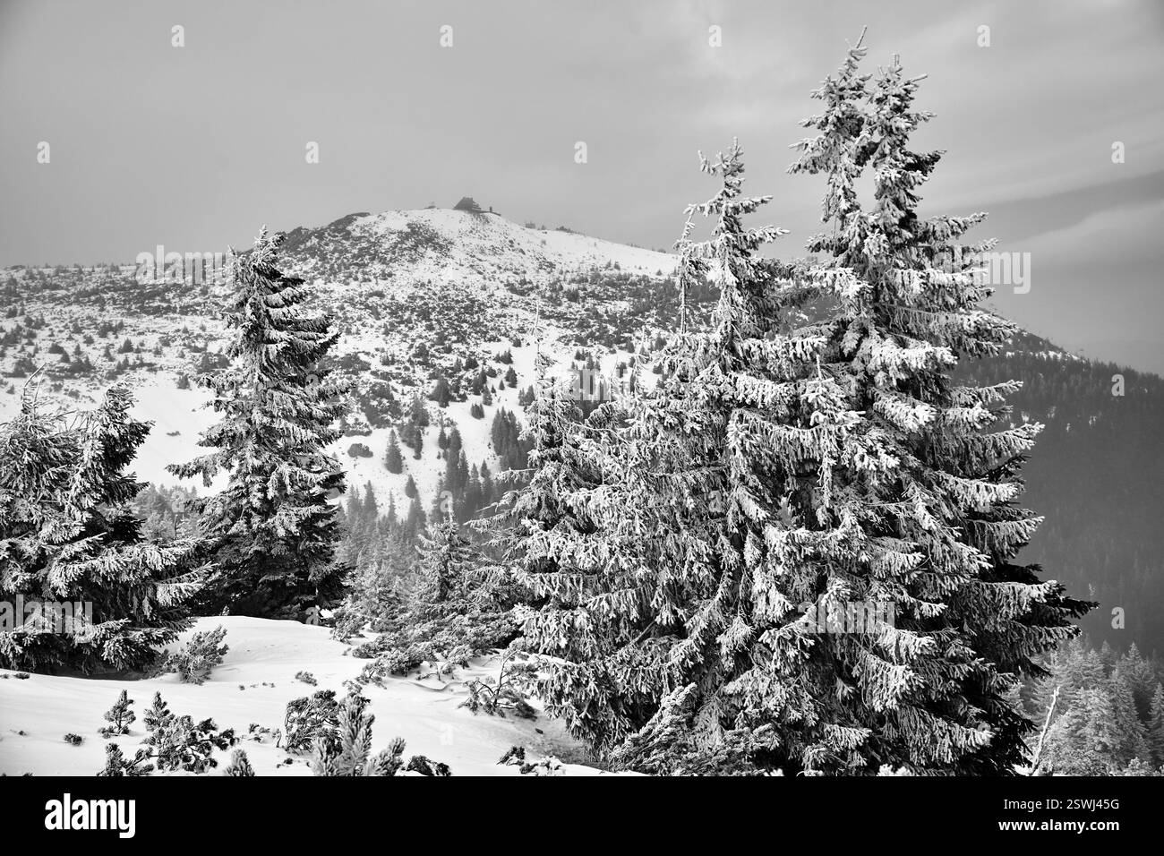 coniferous tree covered with snow on a mountainside in winter in the ...