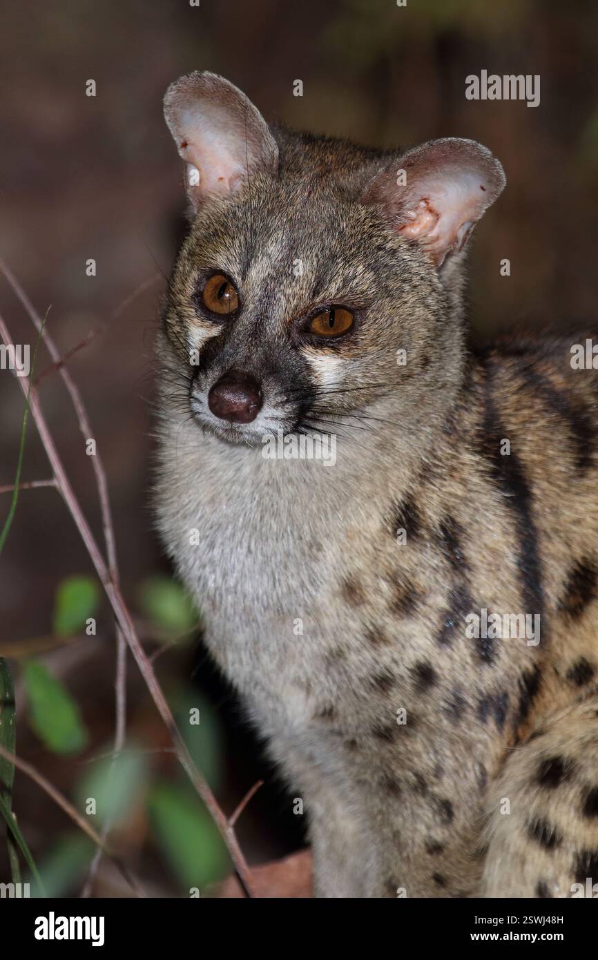 Südliche Großfleck-Ginsterkatze / South African large-spotted genet ...