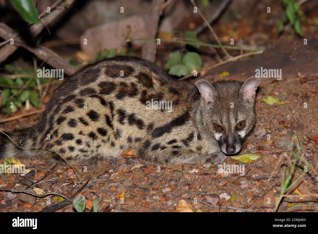Südliche Großfleck-Ginsterkatze / South African large-spotted genet ...