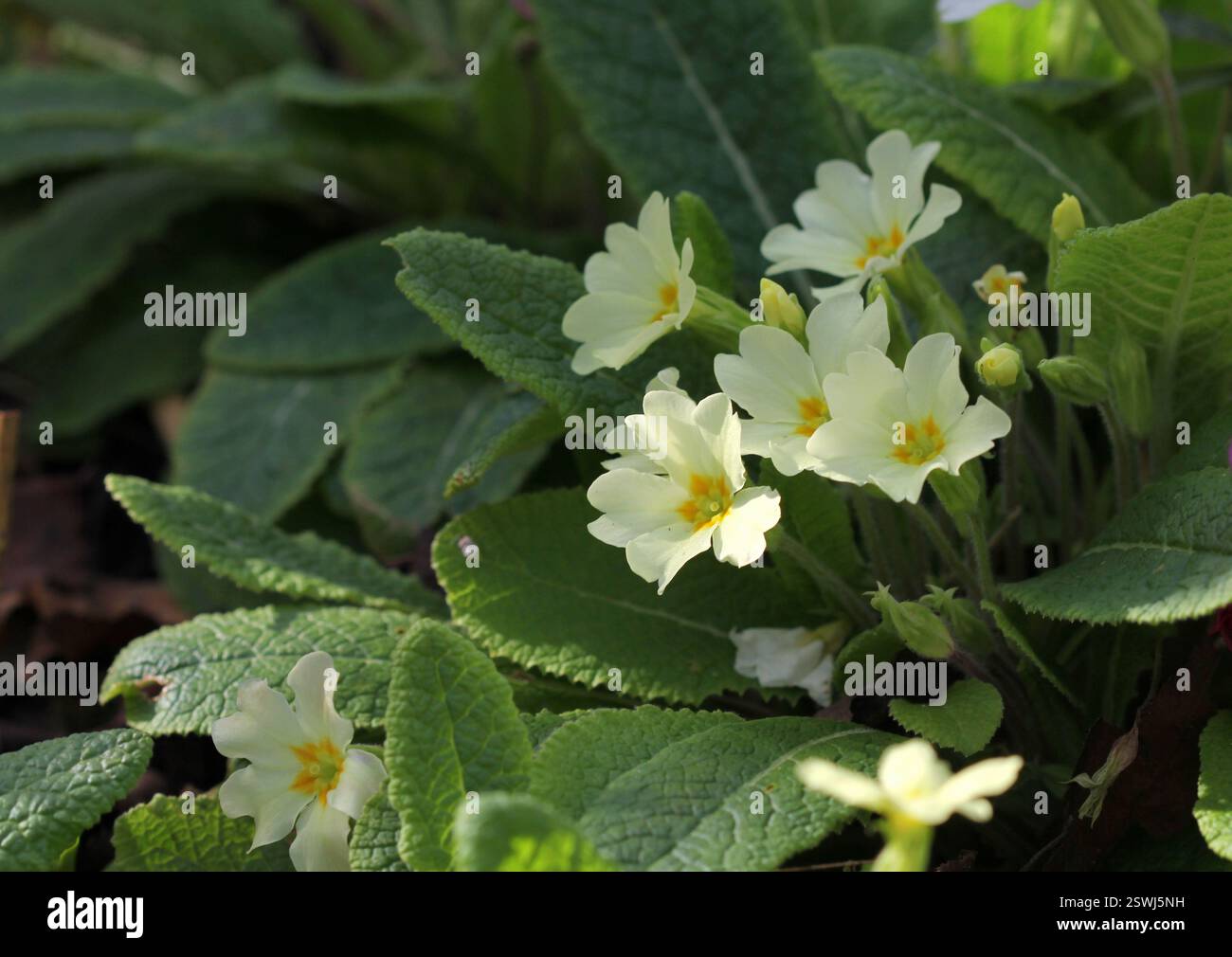 Wild primrose hi-res stock photography and images - Alamy