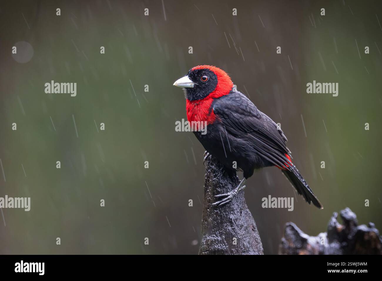 The crimson-collared tanager, Ramphocelus sanguinolentus, in a heavy ...