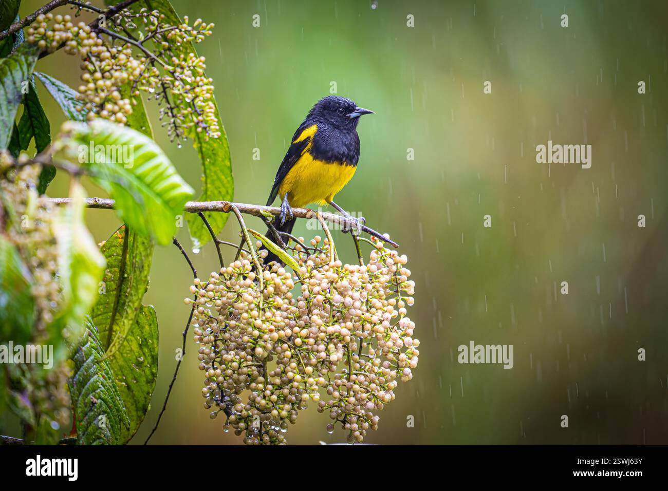 The black-cowled oriole, Icterus prosthemelas, the family Icteridae, in ...